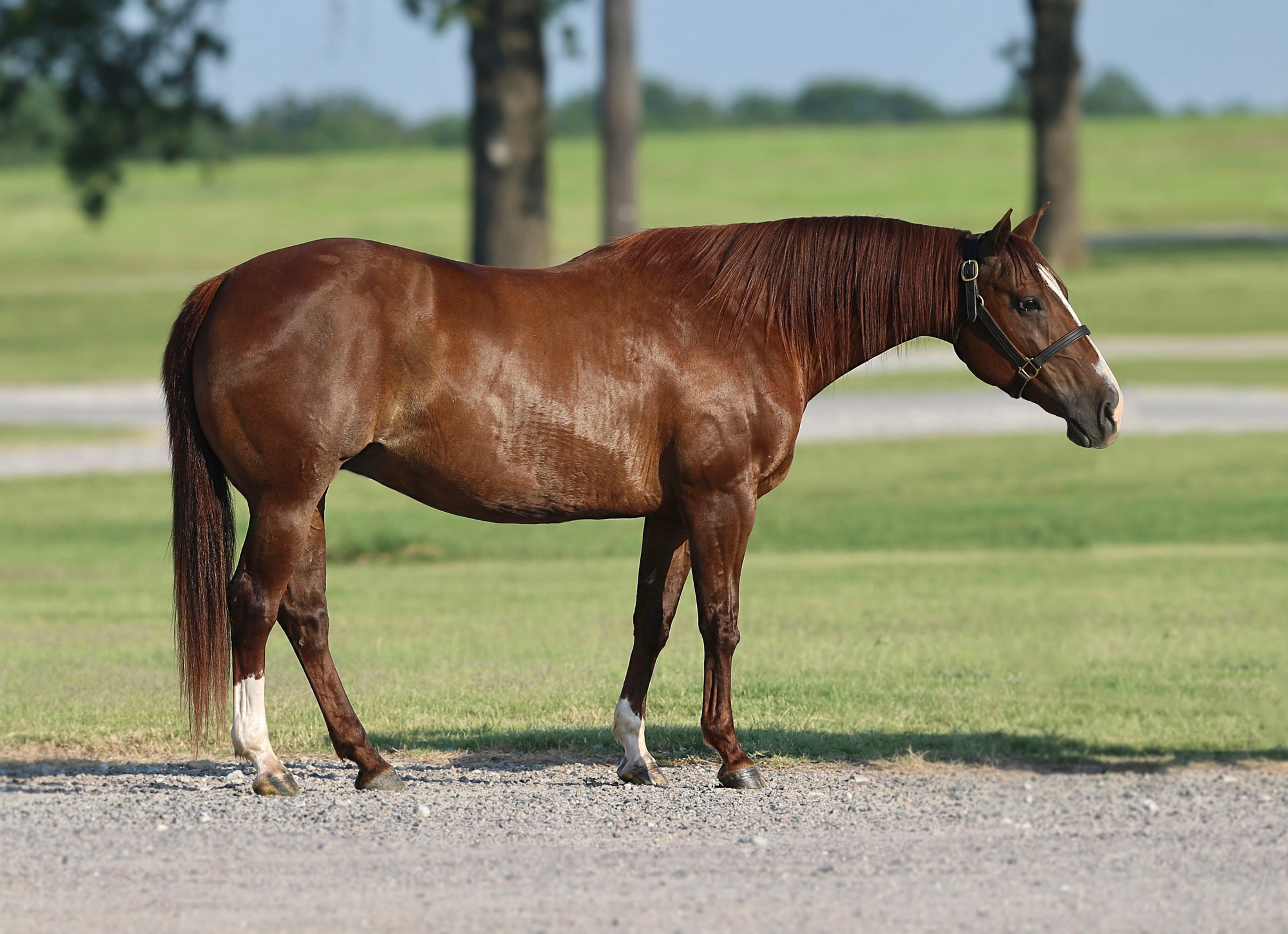 Metallic Mandy | Select Genes